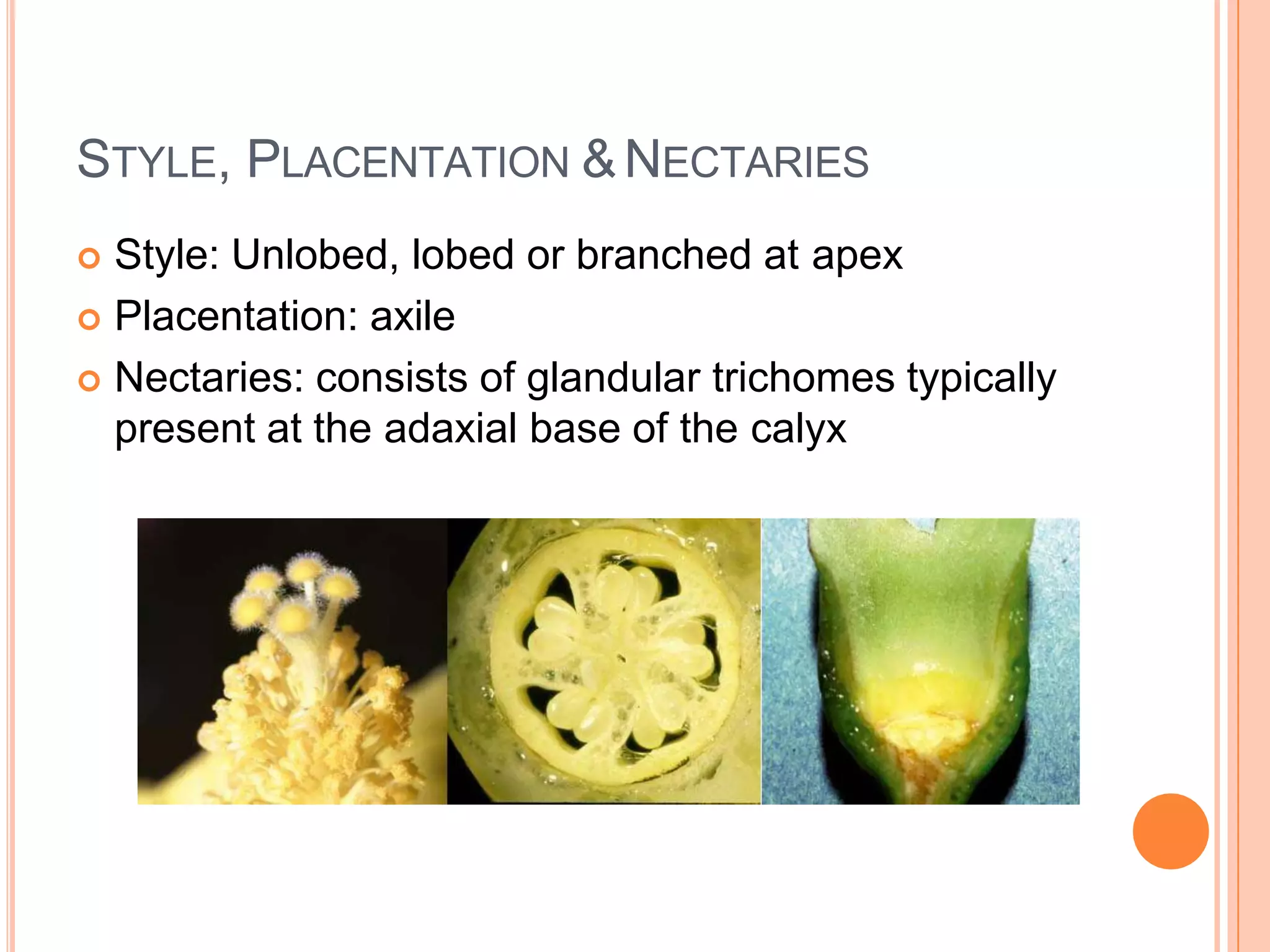 Malvaceae | PPTX