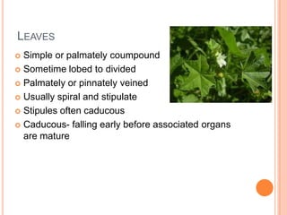 Malvaceae | PPTX