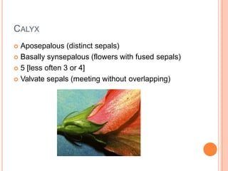 Malvaceae | PPTX
