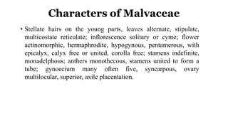 Malvaceae Family Characteristics