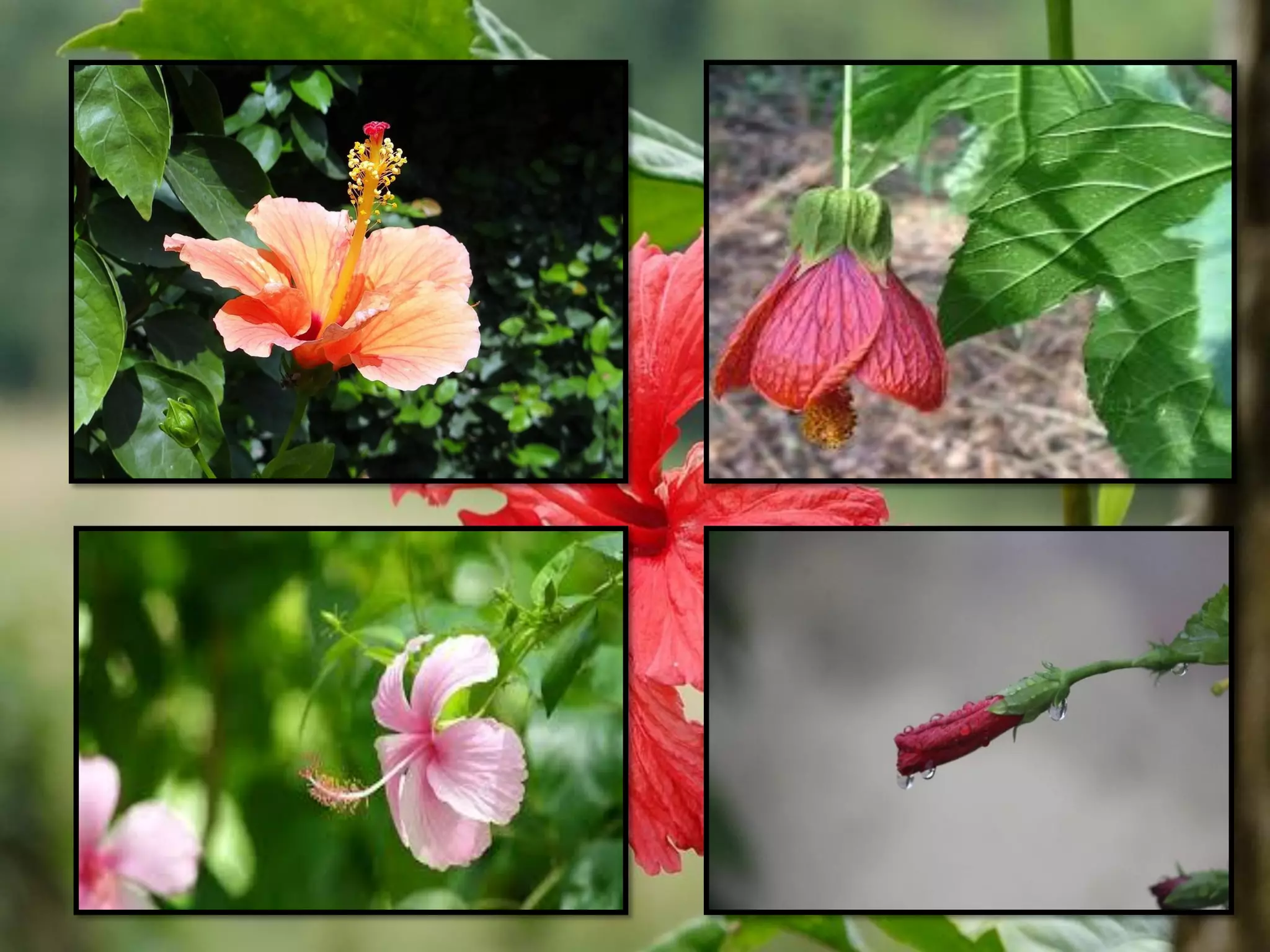 Family Malvaceae | PDF