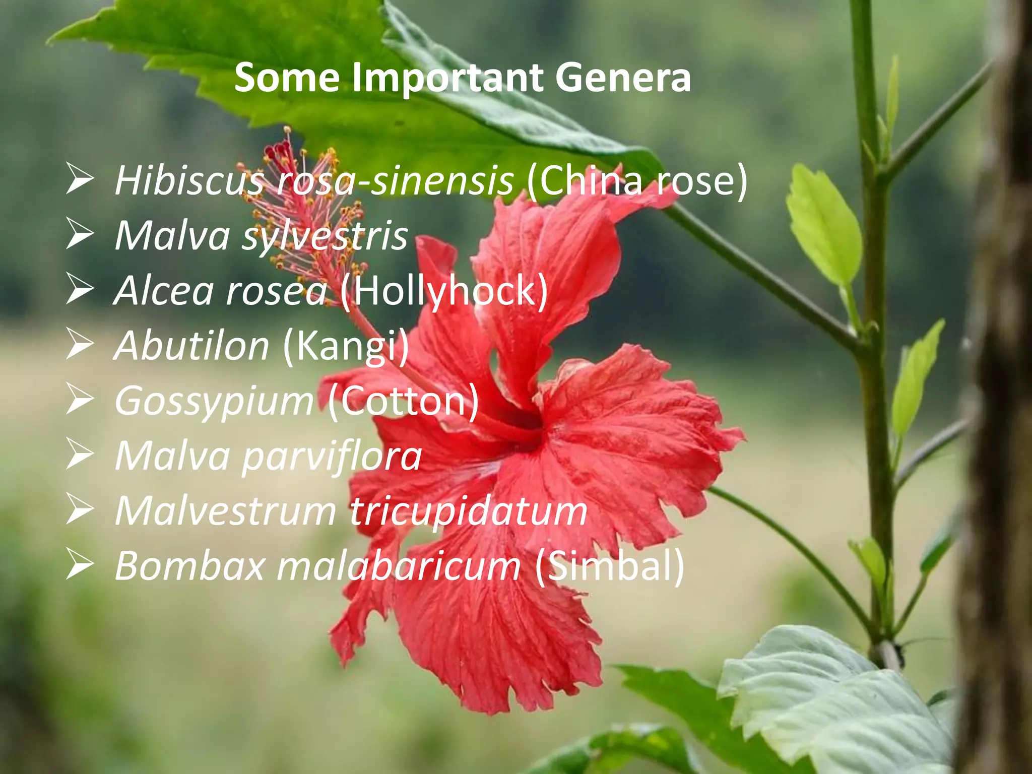 Family Malvaceae | PDF