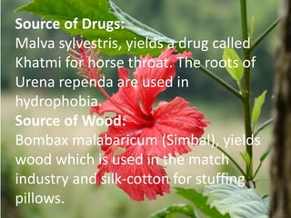 Family Malvaceae | PDF