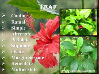 Family Malvaceae | PDF