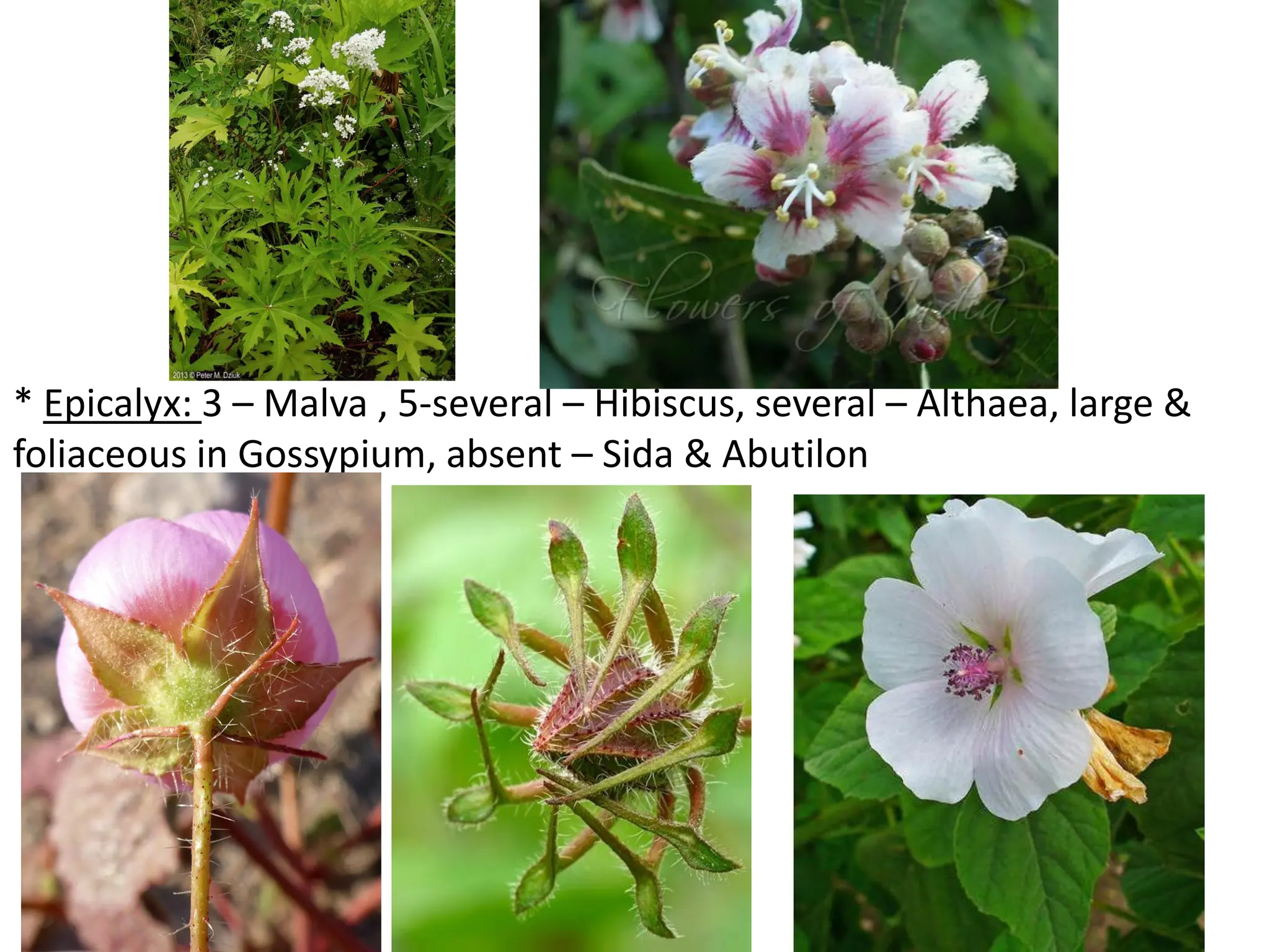 Malvaceae.pdf for study the family of malvaceae group | PPT