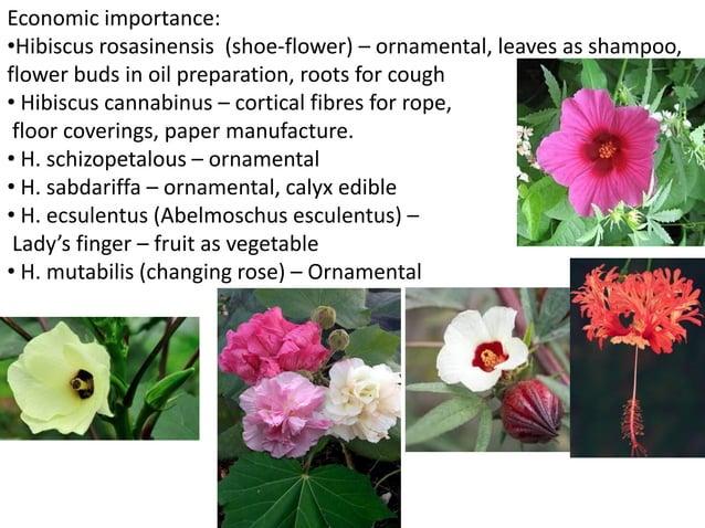 Malvaceae.pdf for study the family of malvaceae group | PDF | Gardening ...
