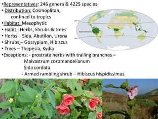 Malvaceae.pdf for study the family of malvaceae group | PDF