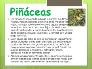 Malvaceas, orquidaceas y pinaceas | PPTX