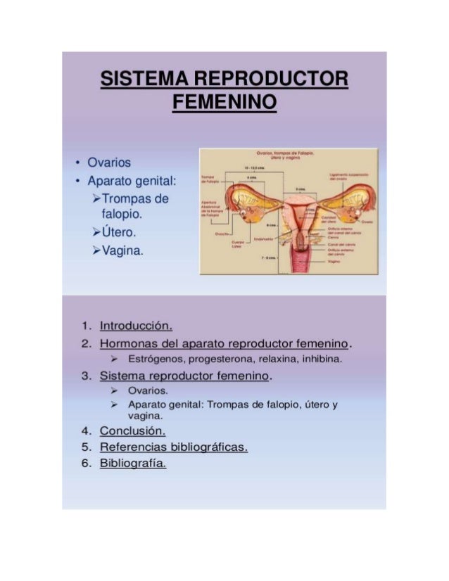 El Aparato Reproductor Femenino Partes Que Lo Forman