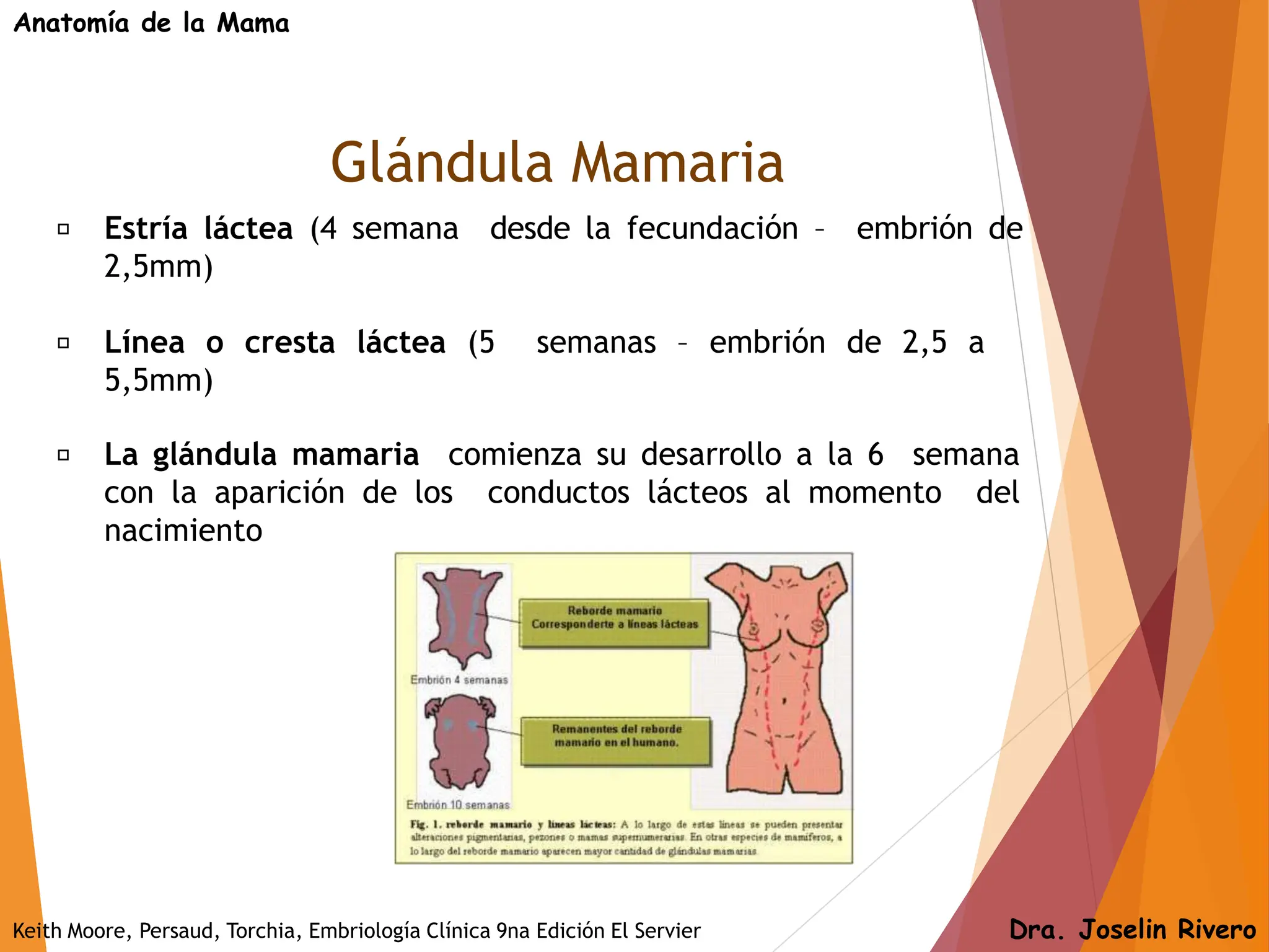 Anatomia de las mamas. | PPT
