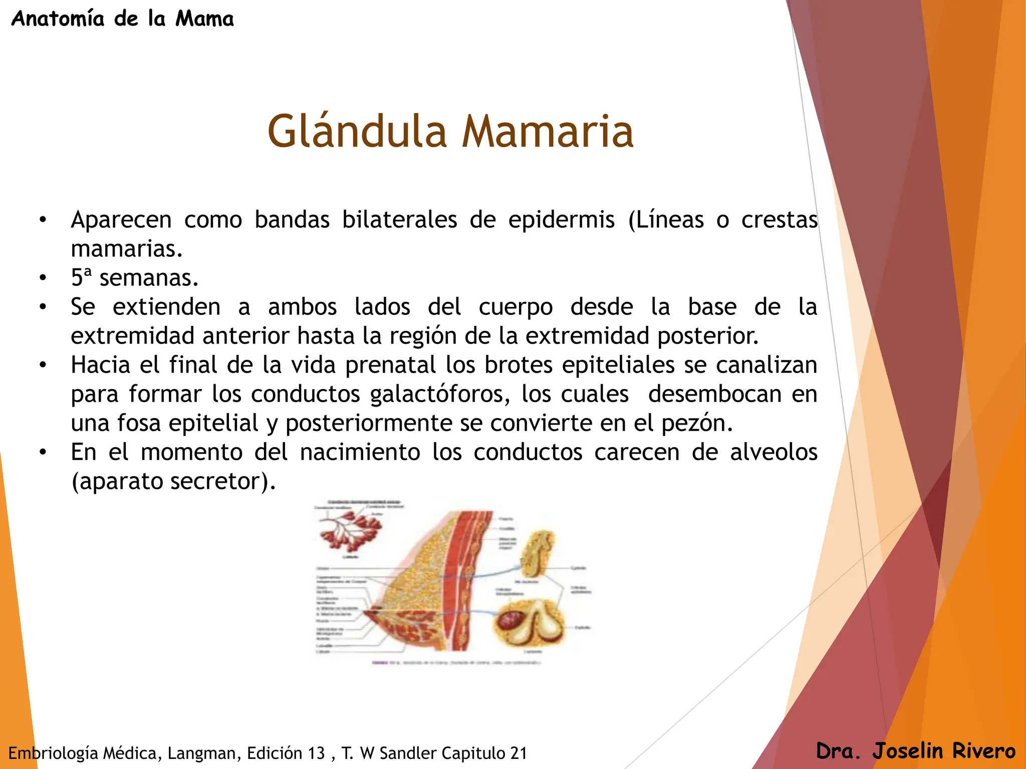 Anatomia de las mamas. | PPT