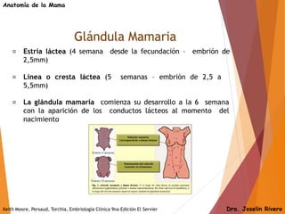Anatomia de las mamas. | PPTX