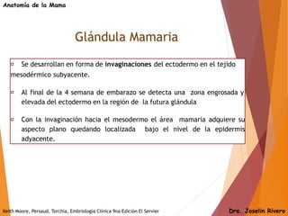 Anatomia de las mamas. | PPTX