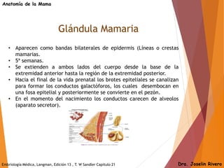 Anatomia de las mamas. | PPTX