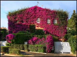 Mama Lor La Toti !! | PPSX