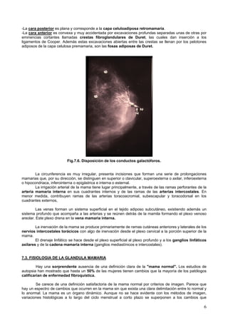 mama3.pdf la glandula mamaria tema 7. miguel | PDF