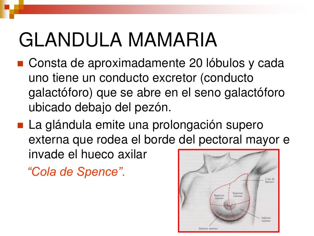 Mama anatomia carlos matos