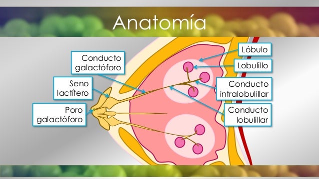 Mama, anatomía y embriología