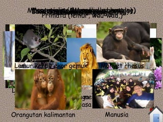 Mamalia dan aves | PPTX