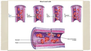 mamalıq2 Kazım.pptx slayd haqqında məlumat | PPT