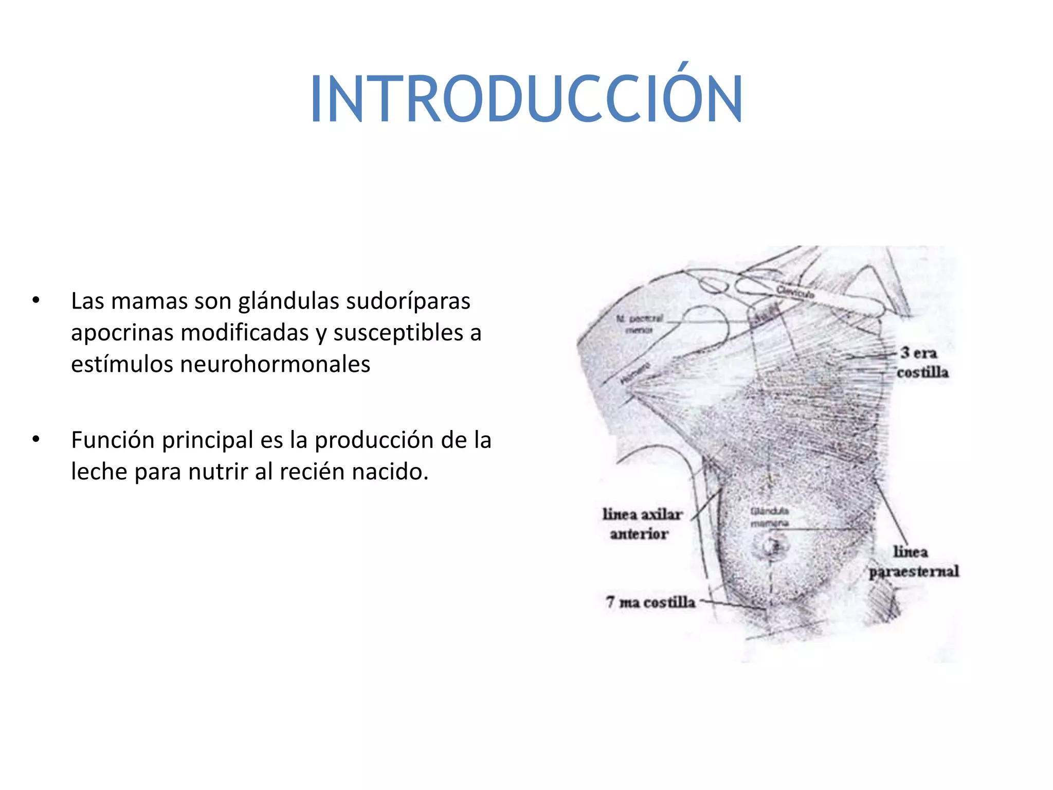 ANATOMÍA DE MAMAS | PPTX