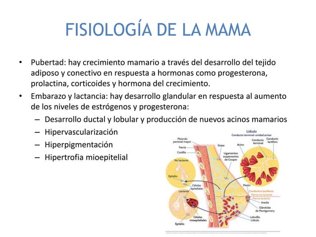 ANATOMÍA DE MAMAS | PPTX