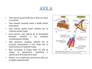 ANATOMÍA DE MAMAS | PPTX