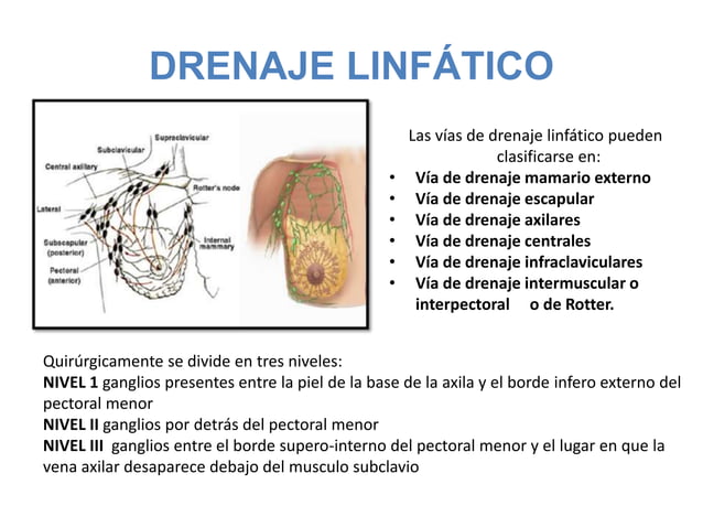 ANATOMÍA DE MAMAS | PPTX