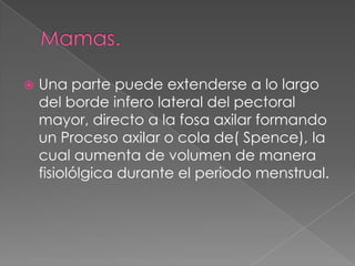 Descripcion de la glándula mamaria y su cuidad. | PPTX