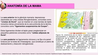 Anatomía, etiología y fisiología de la mama | PPTX