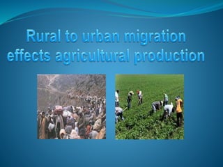 migration effects agricultural production | PPTX | Agriculture | Industries