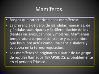 P.P.T MamíFeros | PPTX