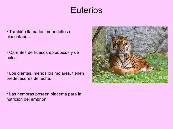 Euterios Caracteristicas Mamiferos Placentarios Images