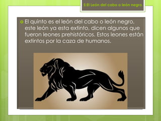 Mamíferos el león | PPTX