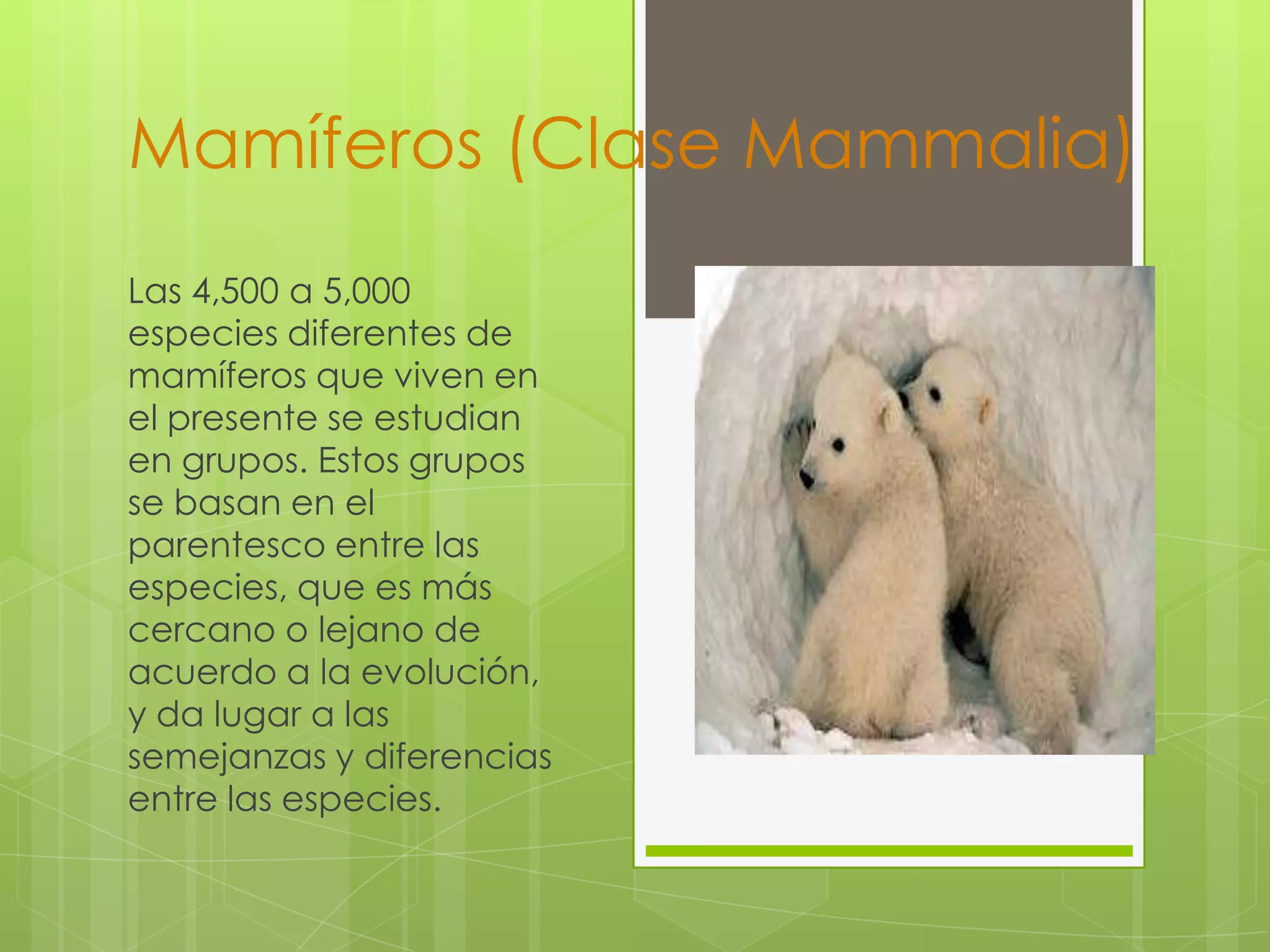 Mamíferos (clase mammalia) | PPTX