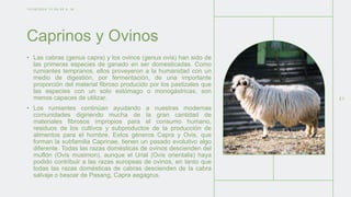 Mamíferos de importancia económica.pptx. | PPTX