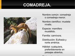 Mamíferos deprdadores | ODP