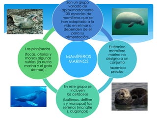 Mamíferos marinos | PPTX