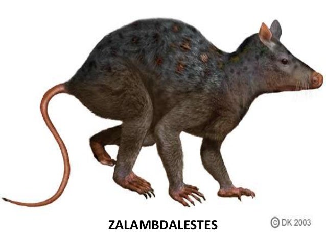 Zalambdalestes - Alchetron, The Free Social Encyclopedia