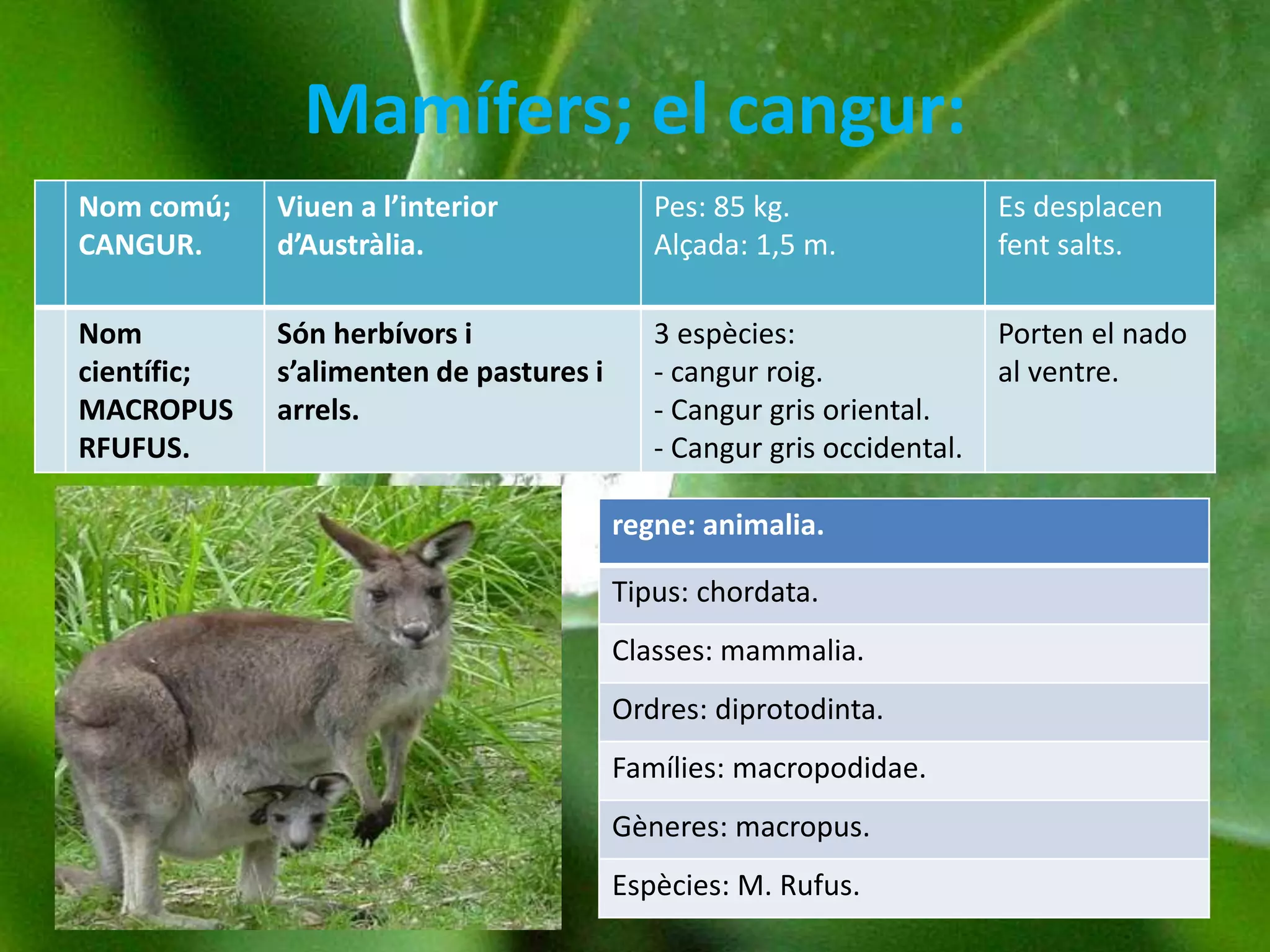 Mamífers el cangur macropus rufus | PPT