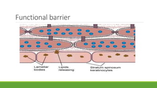 microbial ecology of human skin | PPTX