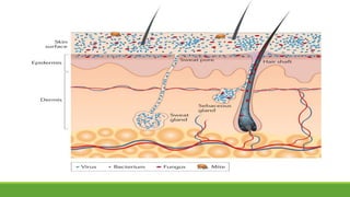 microbial ecology of human skin | PPTX