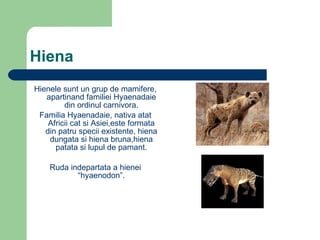 Mamifere | PPT