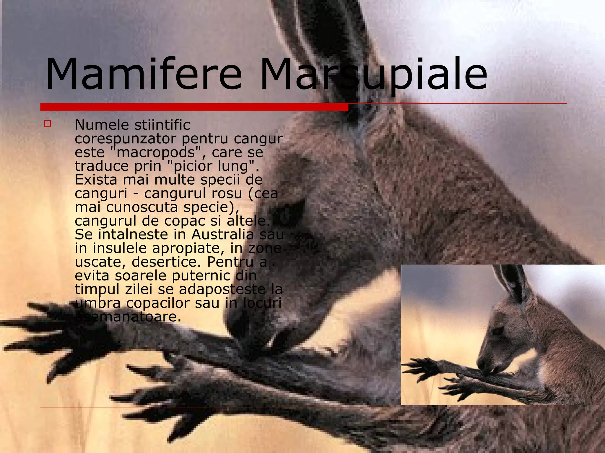 Mamifere | PPT