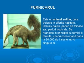 Mamifere insectivore | PPT
