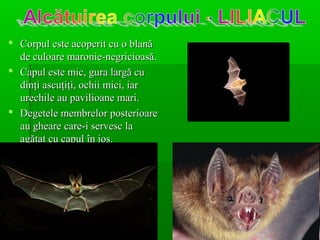 Mamifere insectivore | PPT