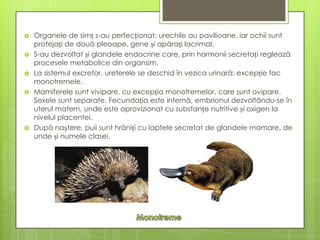 Mamiferele | PPTX