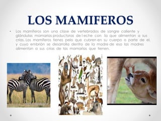 Mamiferos | PPTX