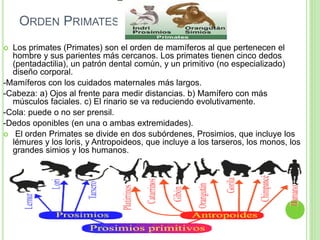 Mamíferos y su fisiología y anatomia | PPTX