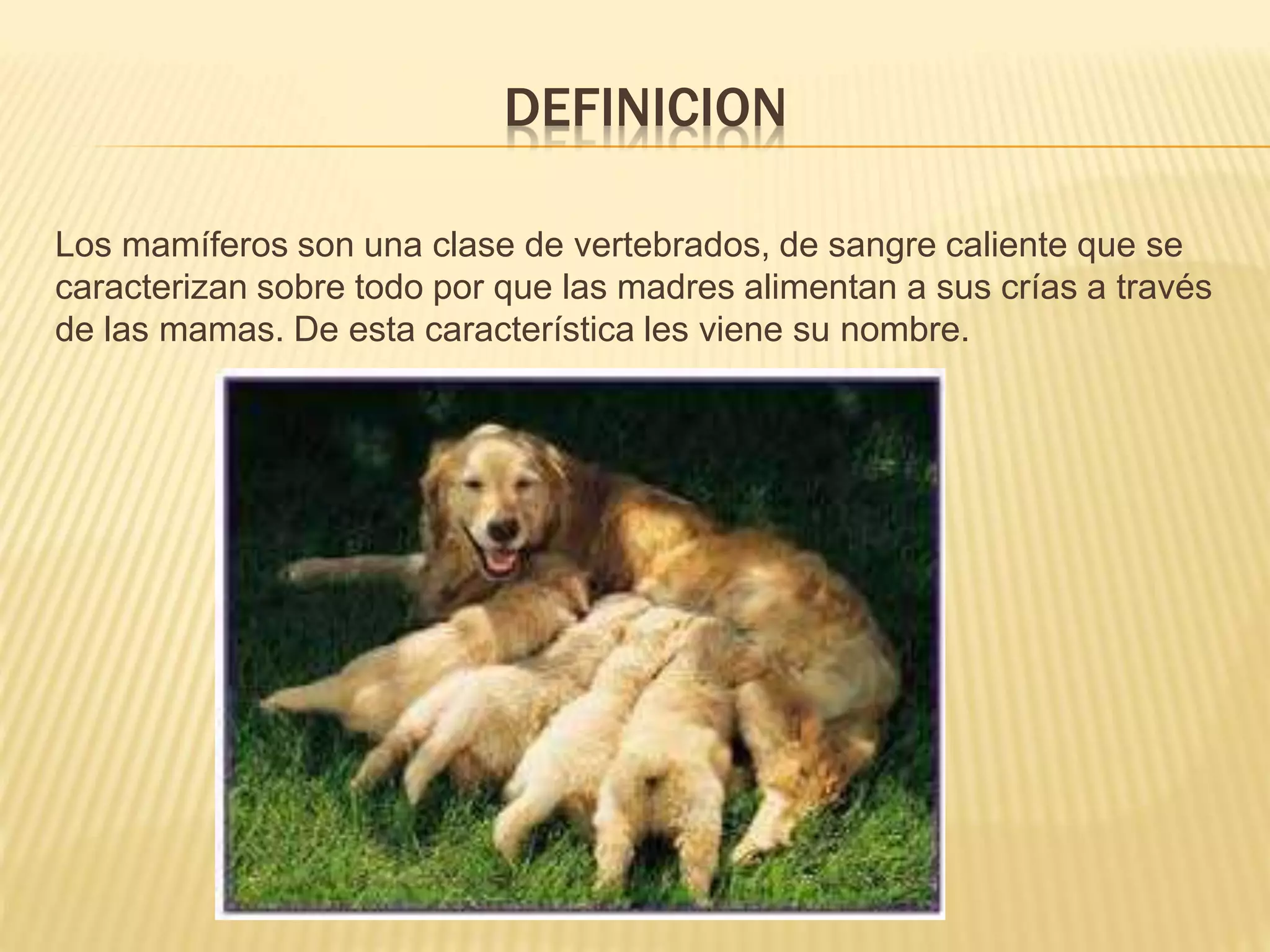 Mamiferos | PPTX